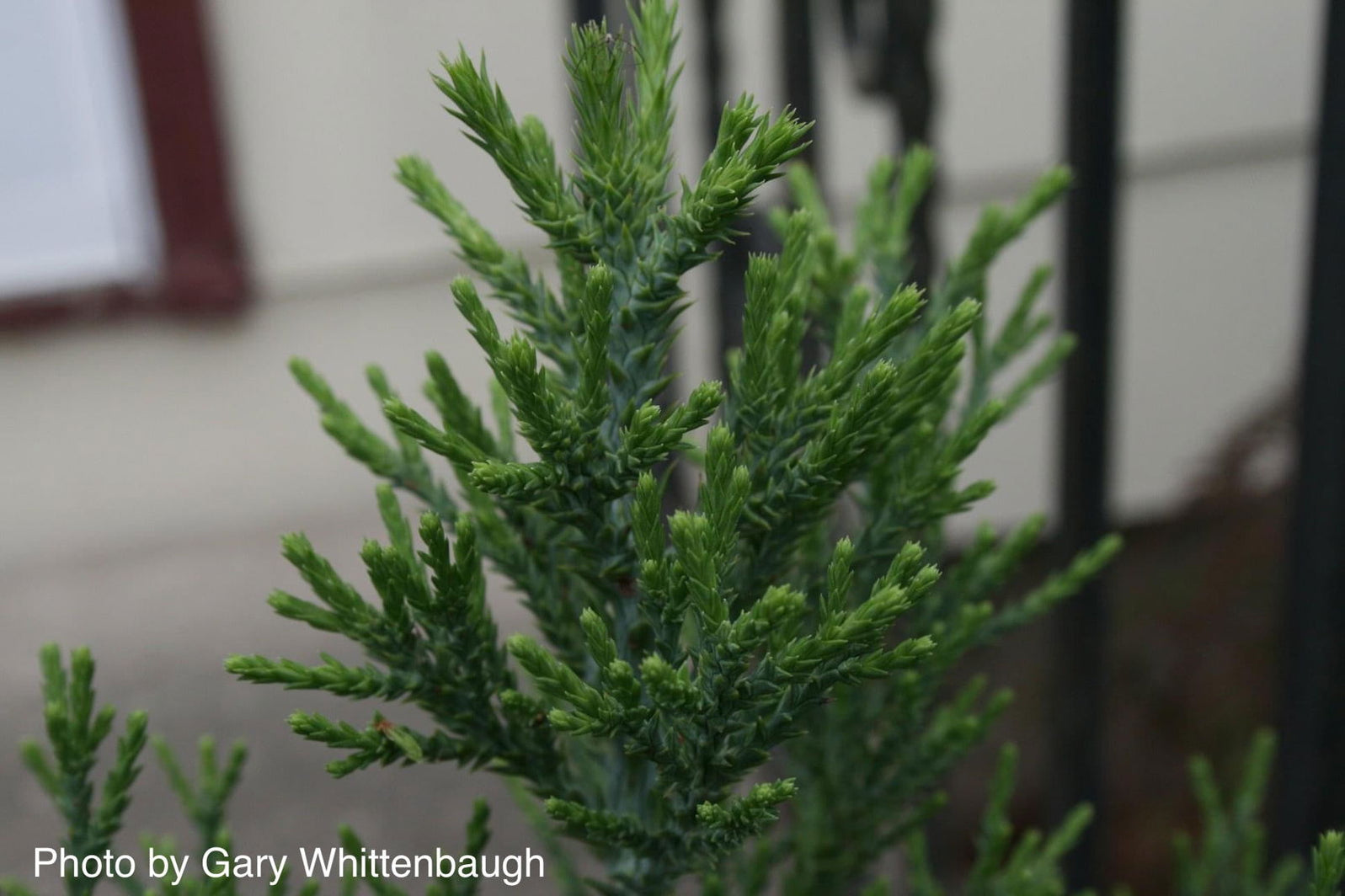 Buy Sequoiadendron giganteum 'Blauer Eichzwerg' Dwarf Giant Redwood ...