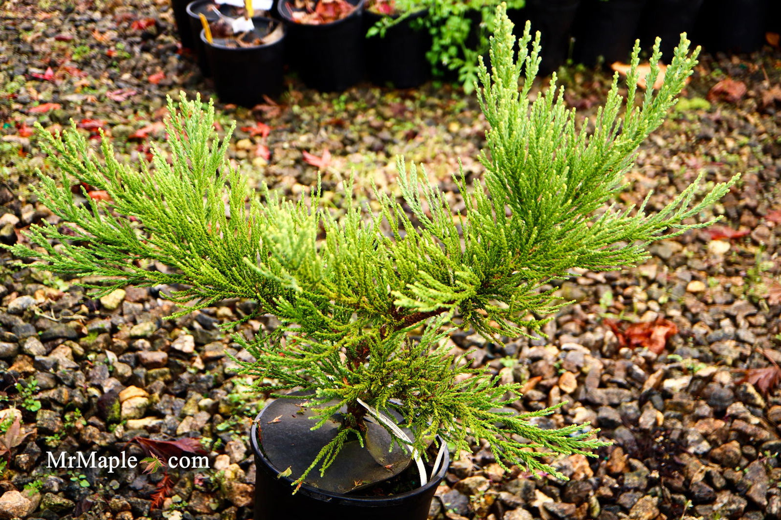 Buy Sequoiadendron giganteum 'Blauer Eichzwerg' Dwarf Giant Redwood ...