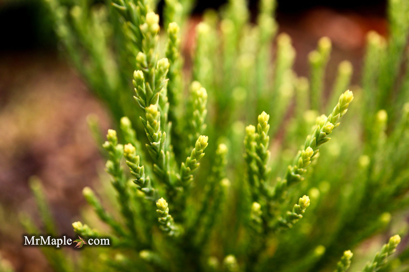Buy Sequoiadendron giganteum 'Blauer Eichzwerg' Dwarf Giant Redwood ...