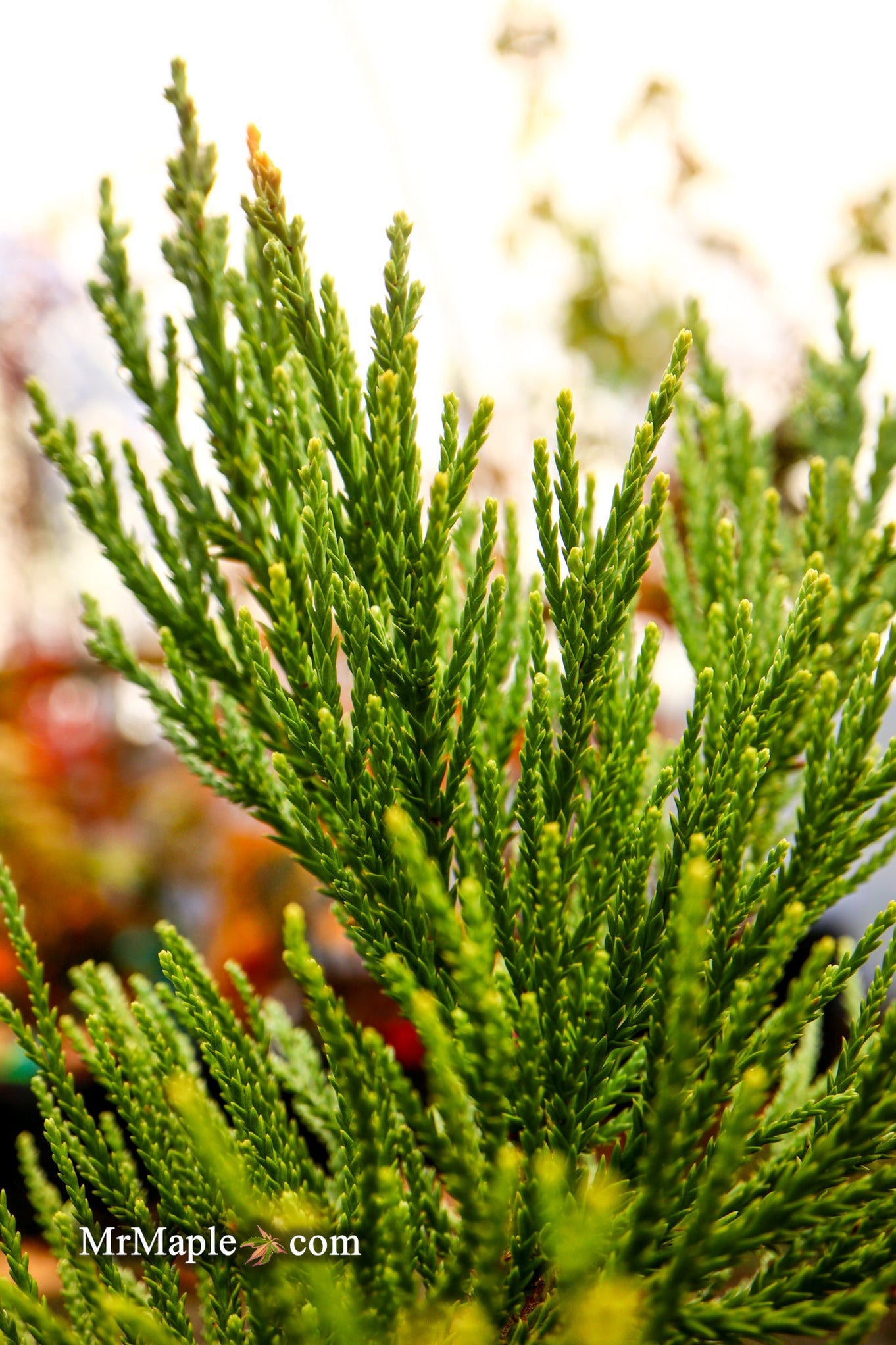 Buy Sequoiadendron giganteum 'Blauer Eichzwerg' Dwarf Giant Redwood ...