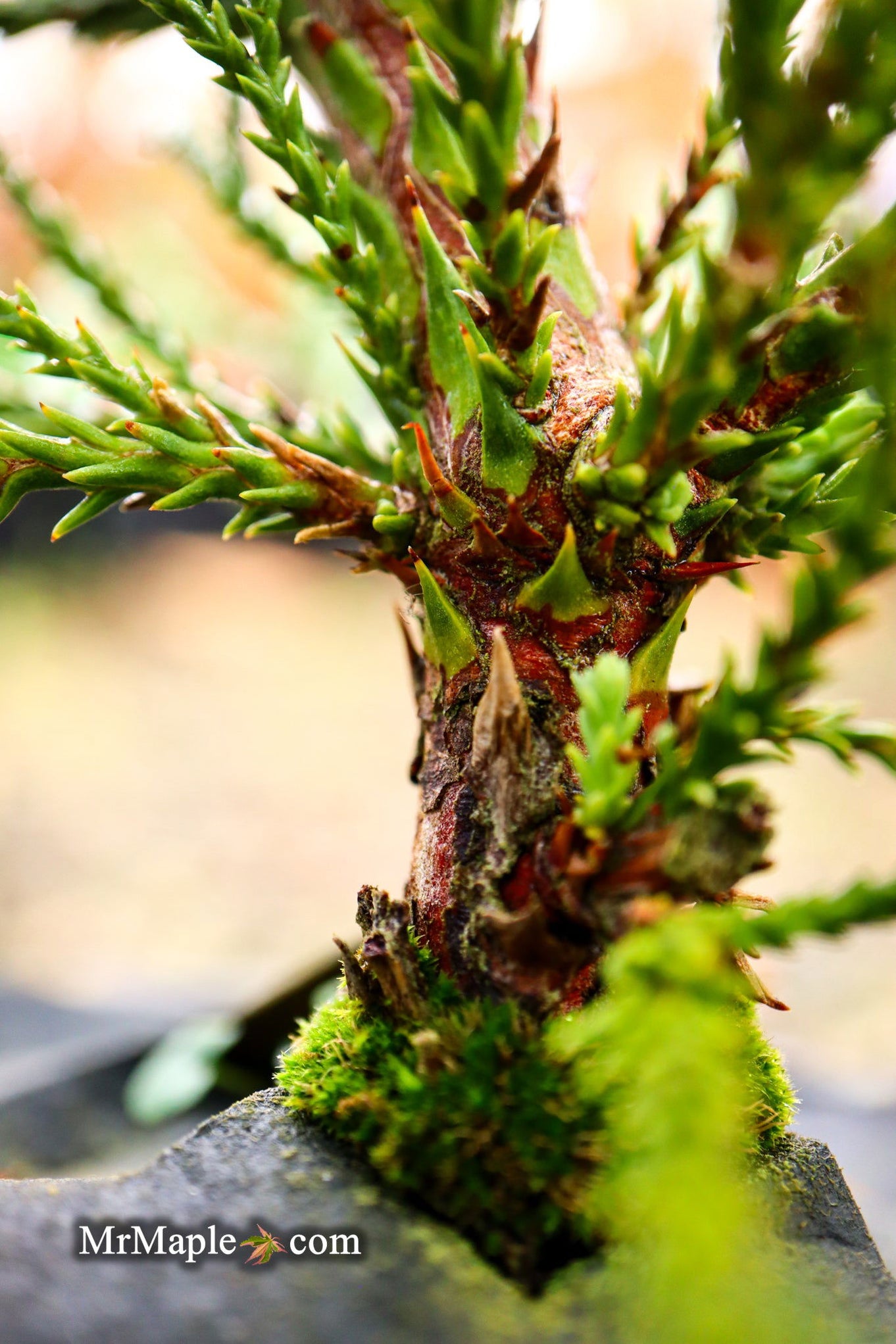 Buy Sequoiadendron giganteum 'Blauer Eichzwerg' Dwarf Giant Redwood ...