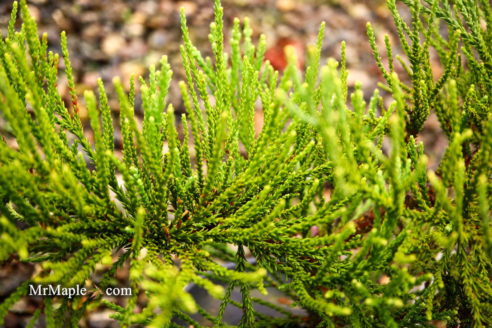 Buy Sequoiadendron giganteum 'Blauer Eichzwerg' Dwarf Giant Redwood ...