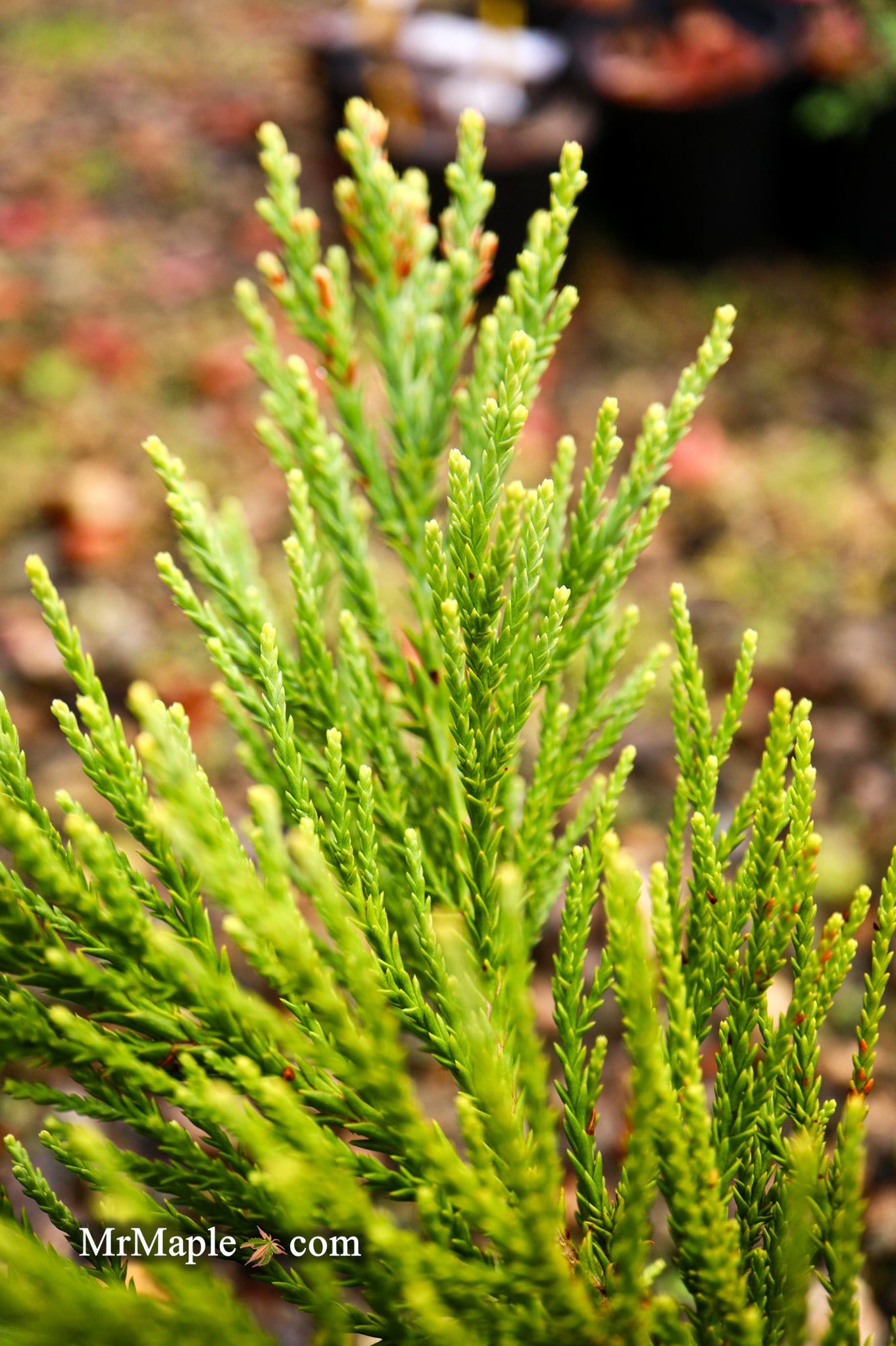 Buy Sequoiadendron giganteum 'Blauer Eichzwerg' Dwarf Giant Redwood ...