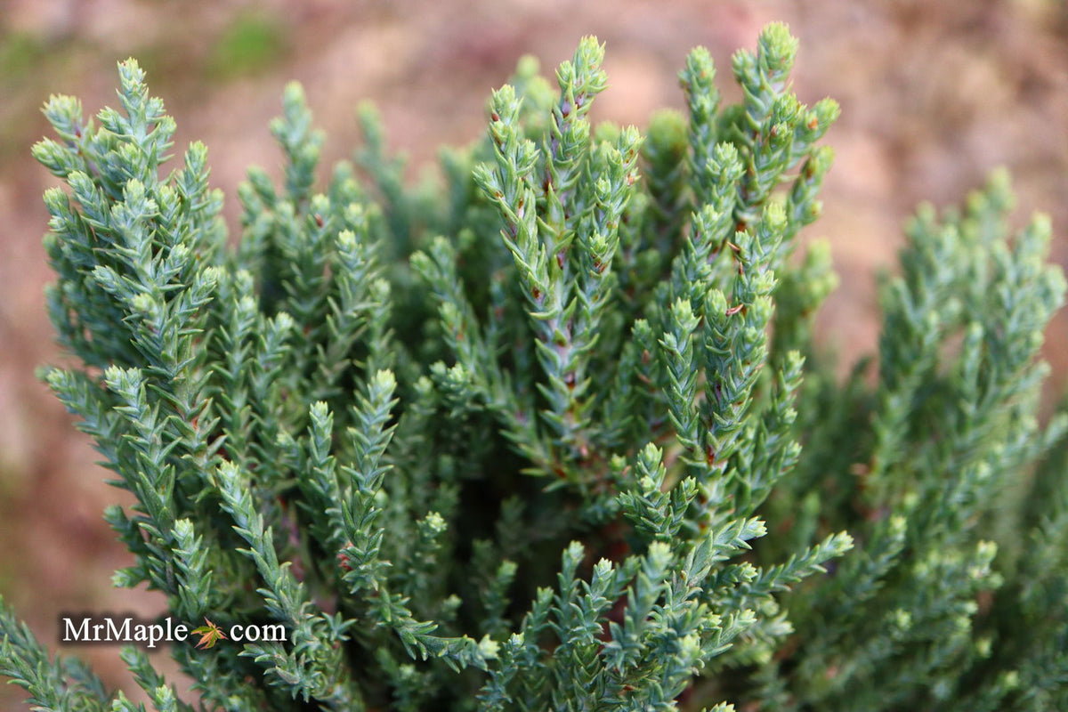 Buy Sequoiadendron giganteum 'Von Martin' Dwarf Redwood — Mr Maple ...