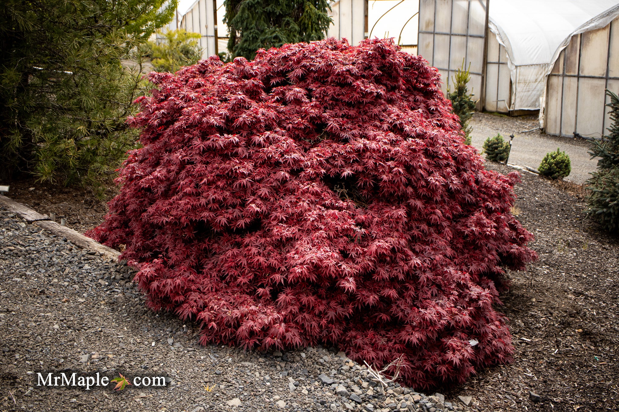 Buy Acer palmatum 'Shaina' Dwarf Red Japanese Maple Tree — Mr Maple ...