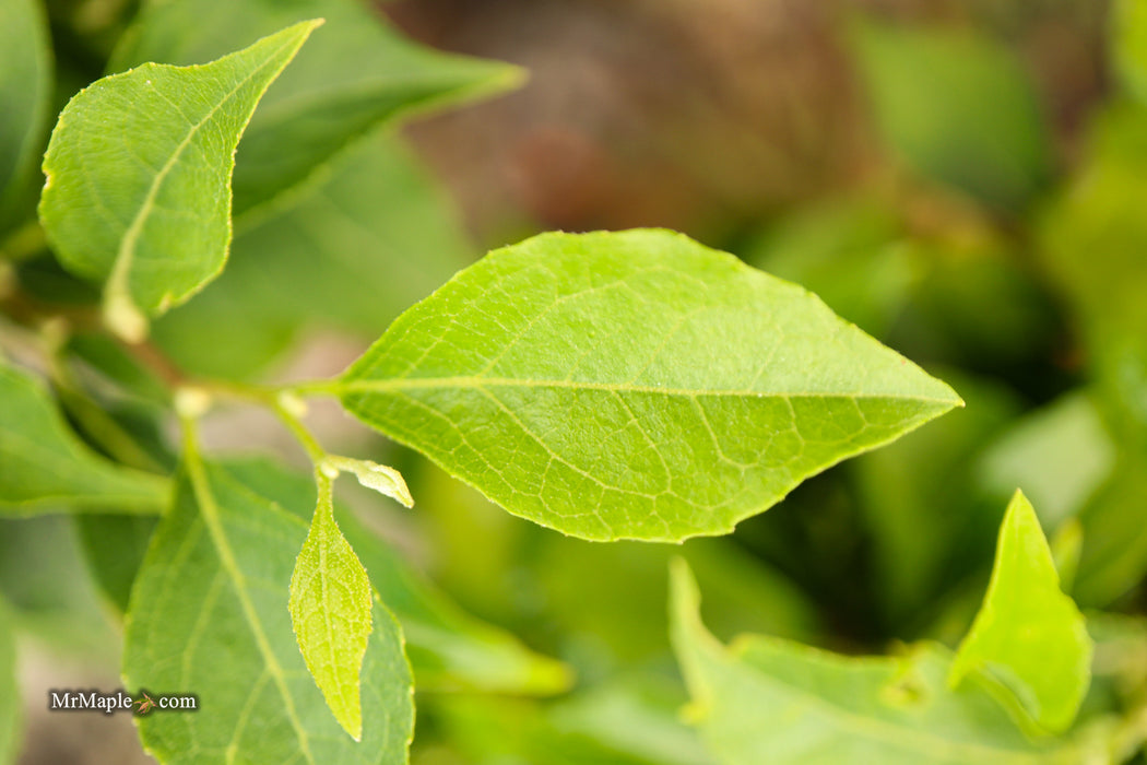 Buy Styrax japonicus 'Snow Drops' White Japanese Snowbell — Mr Maple ...