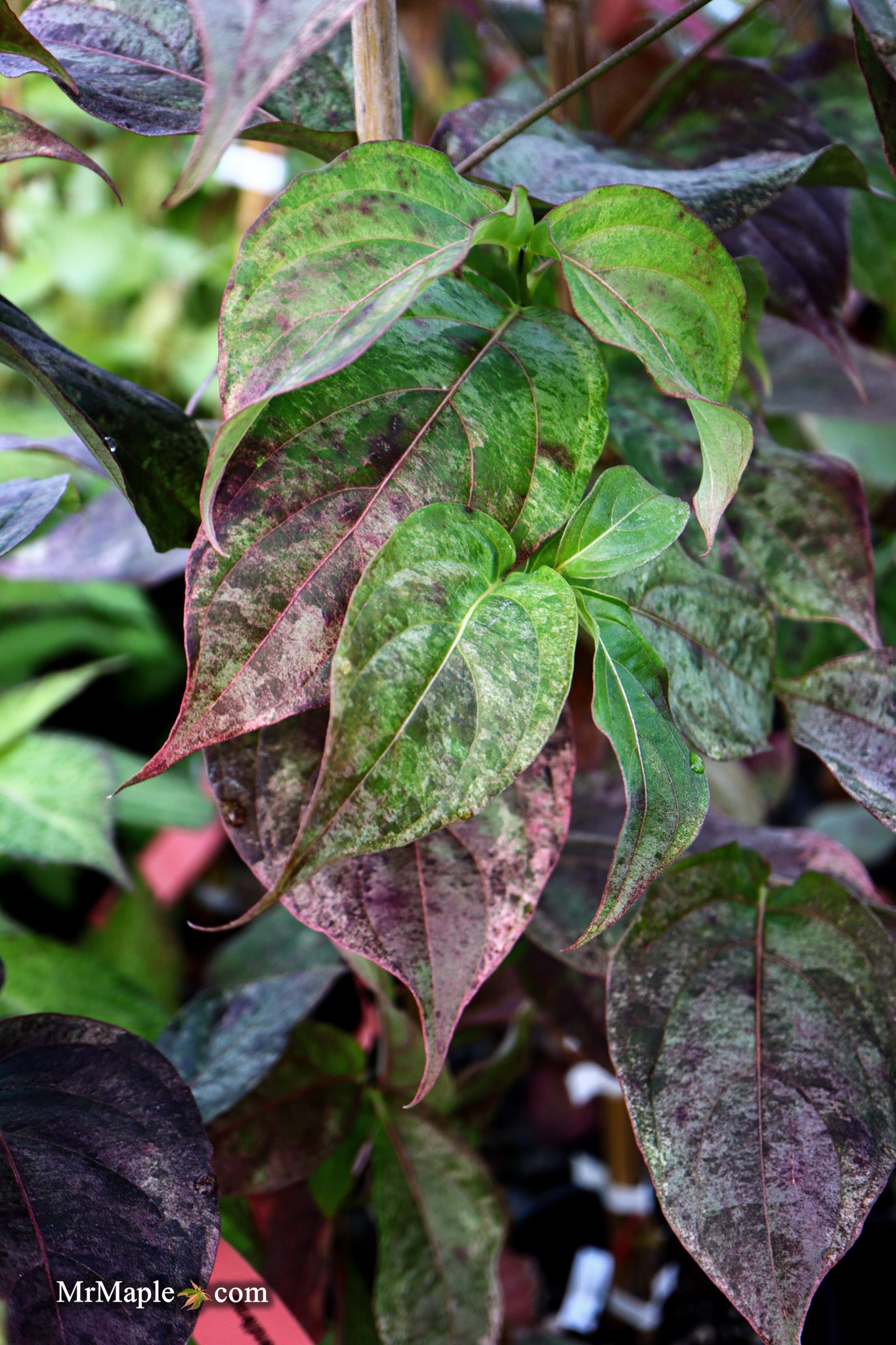 Buy Cornus kousa 'Splendiferous' White Variegated Chinese Dogwood — Mr ...