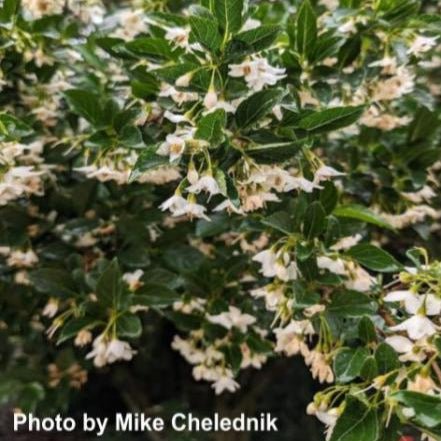 Buy Styrax japonicus JFS 6SJ 'Nightfall®' White Flowering Japanese ...