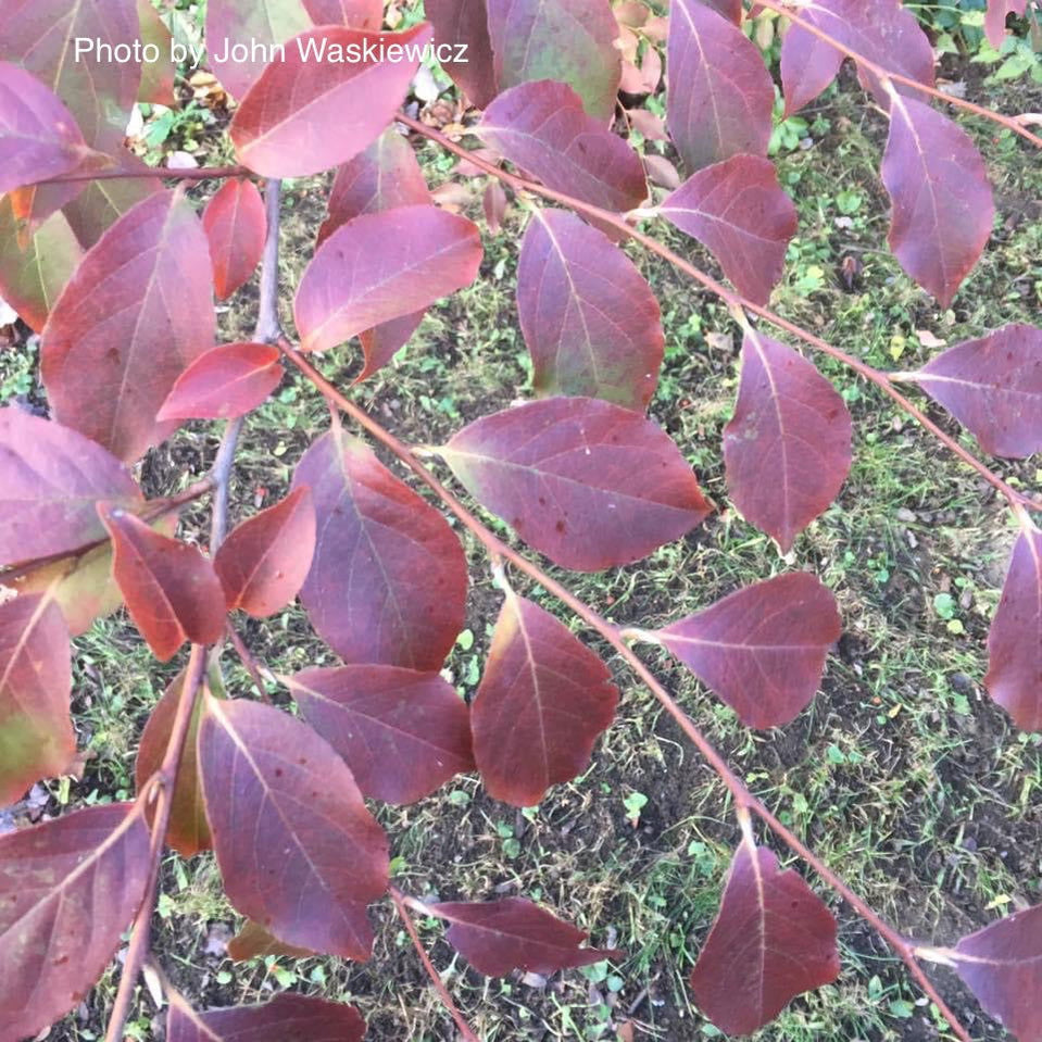 Buy Stewartia monadelpha Orange Bark Stewartia — Mr Maple │ Buy ...