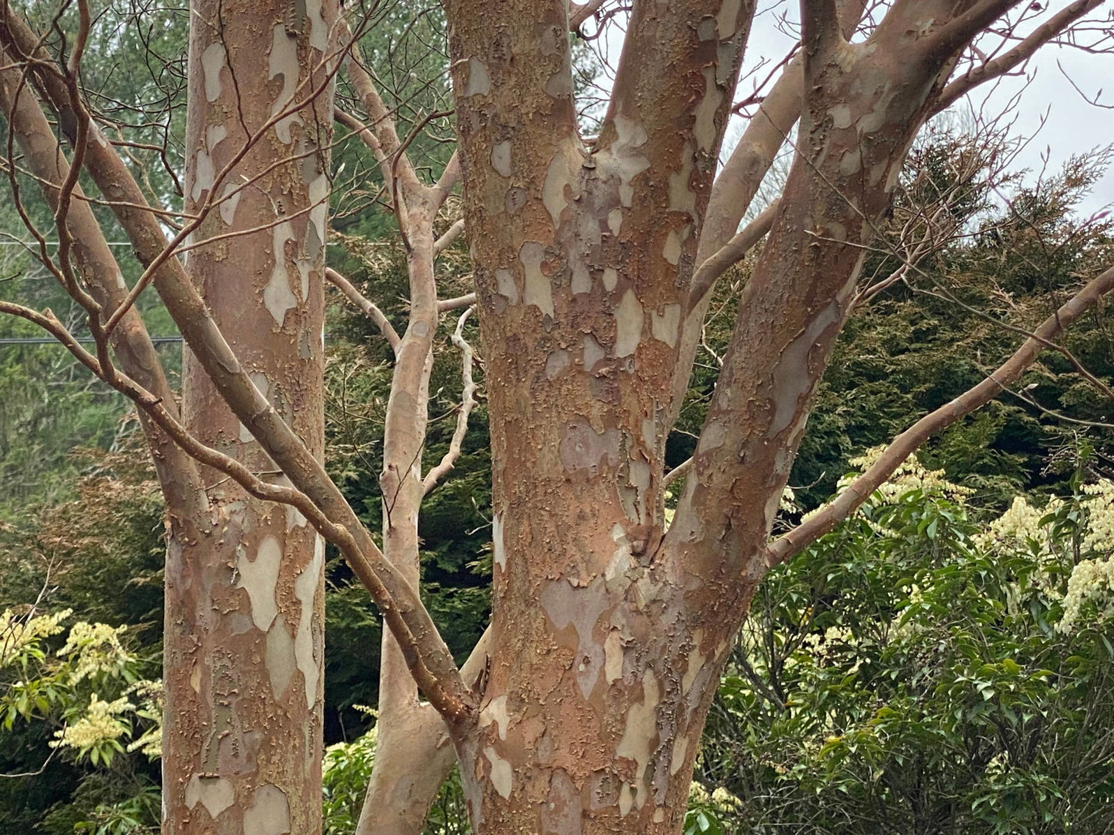 Buy Stewartia monadelpha Orange Bark Stewartia — Mr Maple │ Buy ...