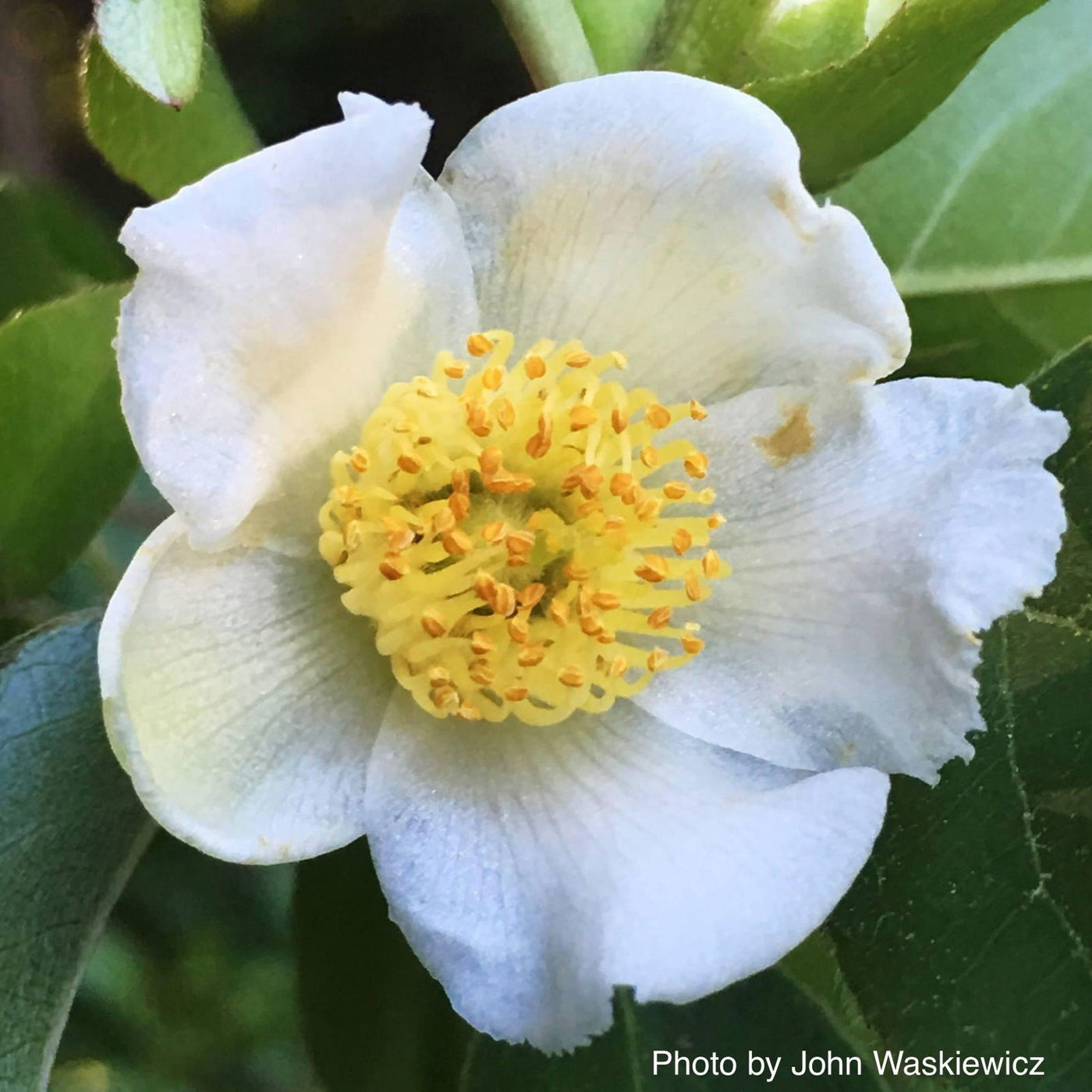 Buy Stewartia monadelpha Orange Bark Stewartia — Mr Maple │ Buy ...