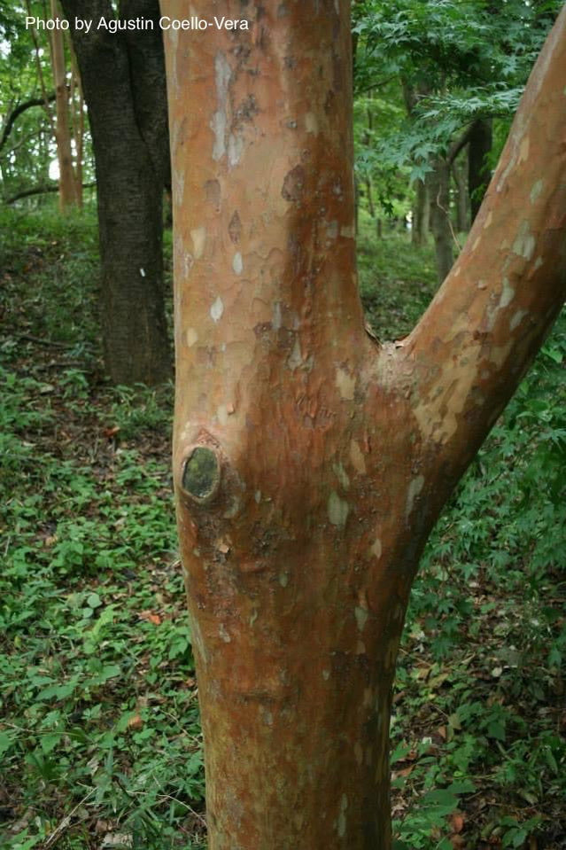 Buy Stewartia monadelpha Orange Bark Stewartia — Mr Maple │ Buy ...