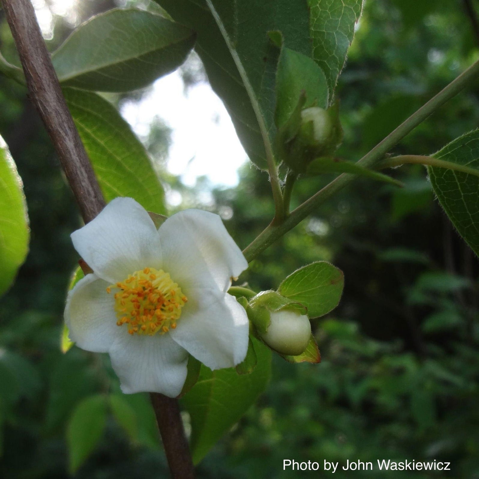 Buy Stewartia monadelpha Orange Bark Stewartia — Mr Maple │ Buy ...