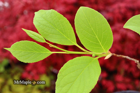 Buy Stewartia pseudocamellia 'Ballet' Large Flowering Japanese ...