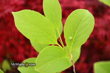Buy Stewartia pseudocamellia 'Ballet' Large Flowering Japanese ...