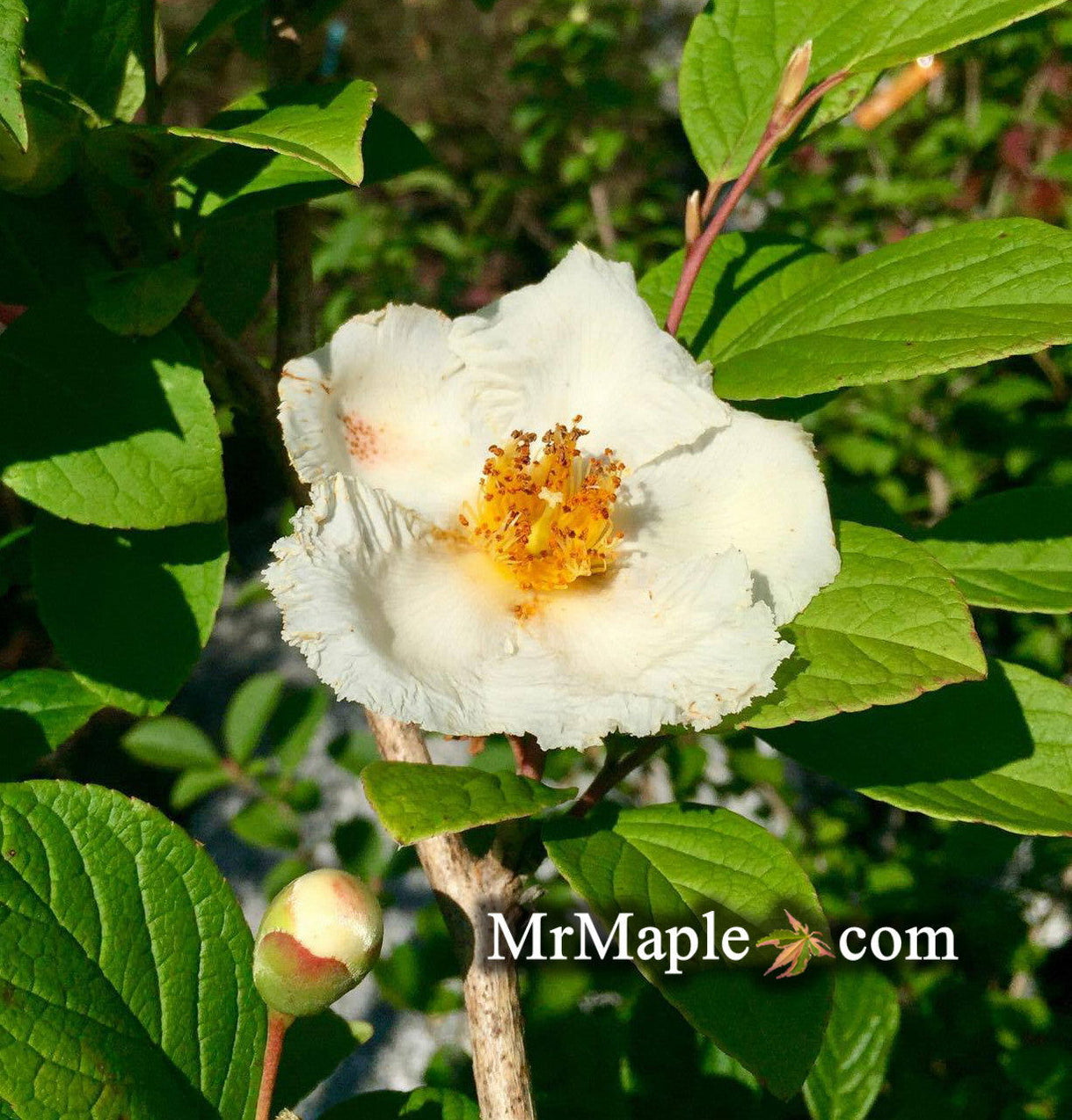 Buy Stewartia pseudocamellia Flowering - Bark Interest - Fall Color ...