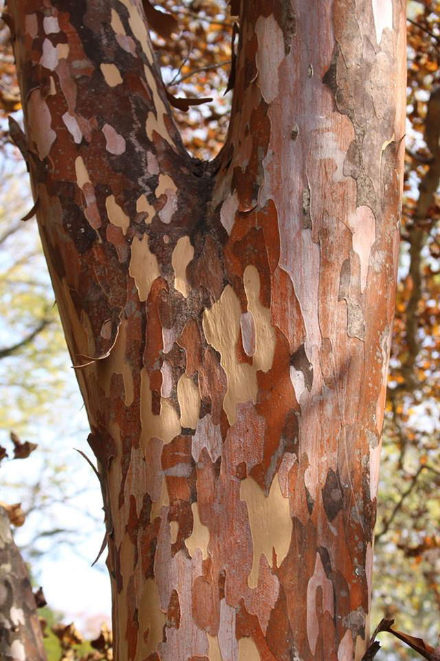 Buy Stewartia pseudocamellia Flowering - Bark Interest - Fall Color ...