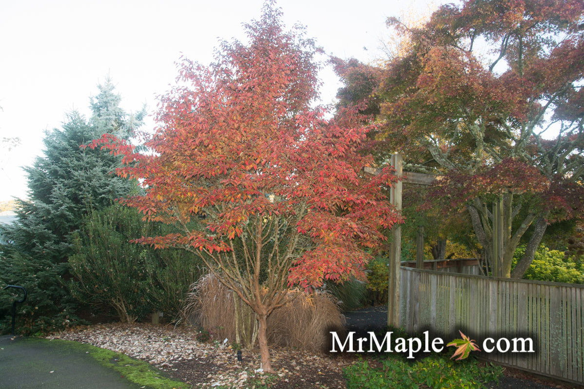 Buy Stewartia pseudocamellia Flowering - Bark Interest - Fall Color ...