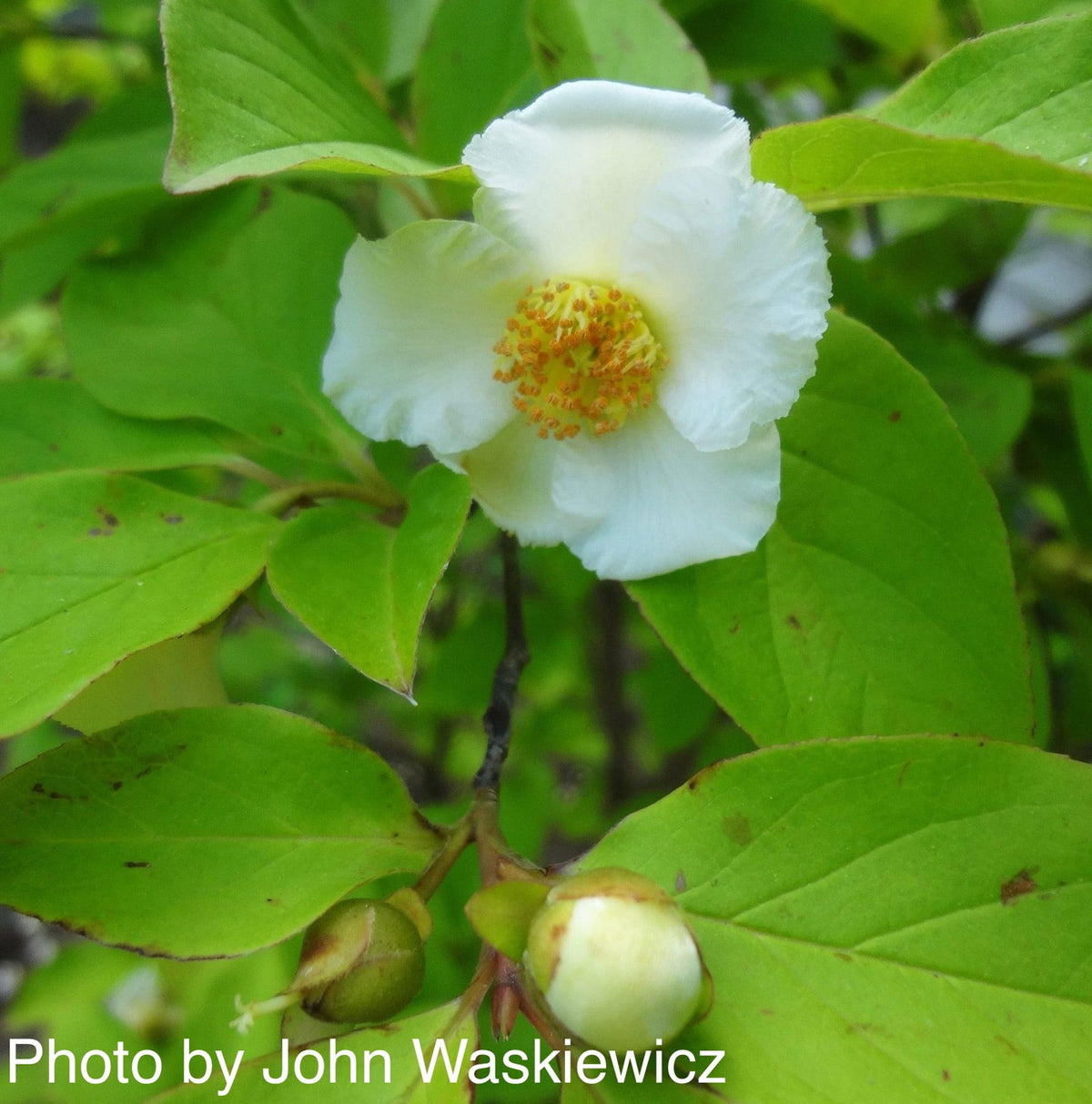 Buy Stewartia x henryae 'Skyrocket' Orange Bark Stewartia — Mr Maple ...