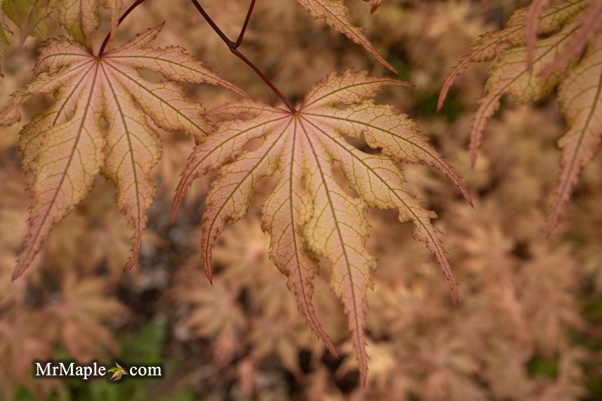 Buy Acer palmatum 'Strawberry Spring' Reticulated Japanese Maple — Mr ...