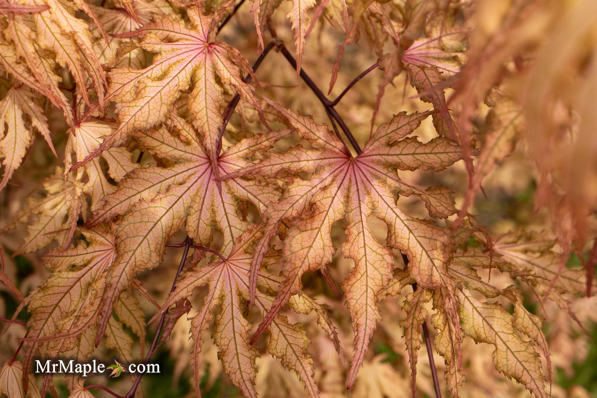Buy Acer palmatum 'Strawberry Spring' Reticulated Japanese Maple — Mr ...