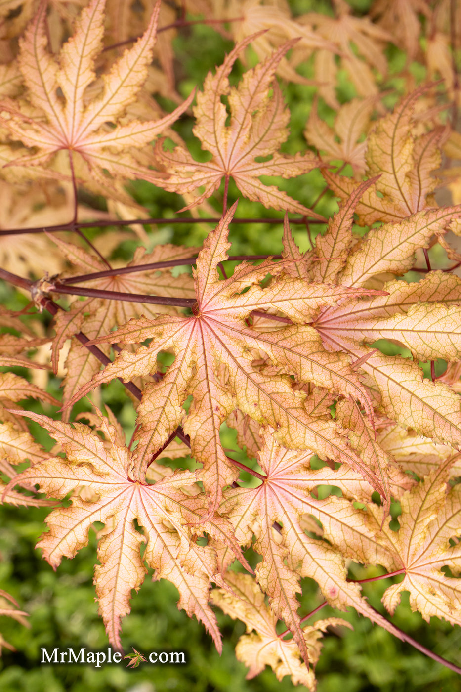 Buy Acer palmatum 'Strawberry Spring' Reticulated Japanese Maple — Mr ...
