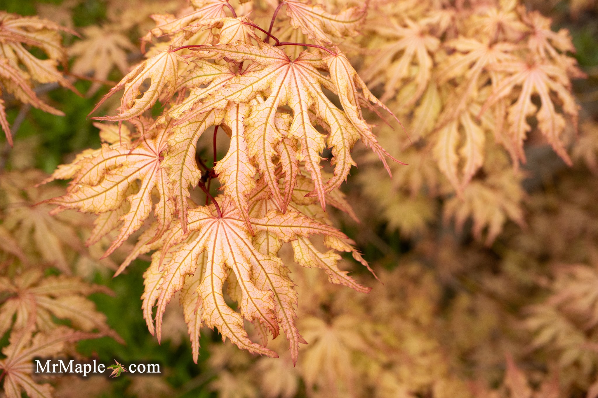 Buy Acer palmatum 'Strawberry Spring' Reticulated Japanese Maple — Mr ...