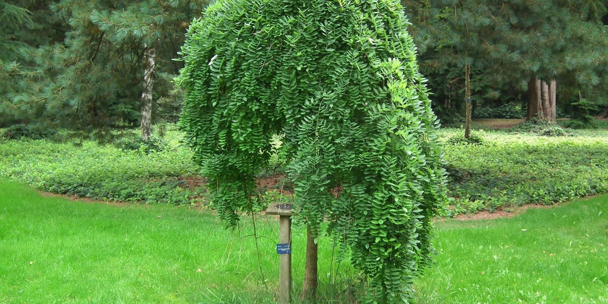 Weeping Japanese Pagoda Tree