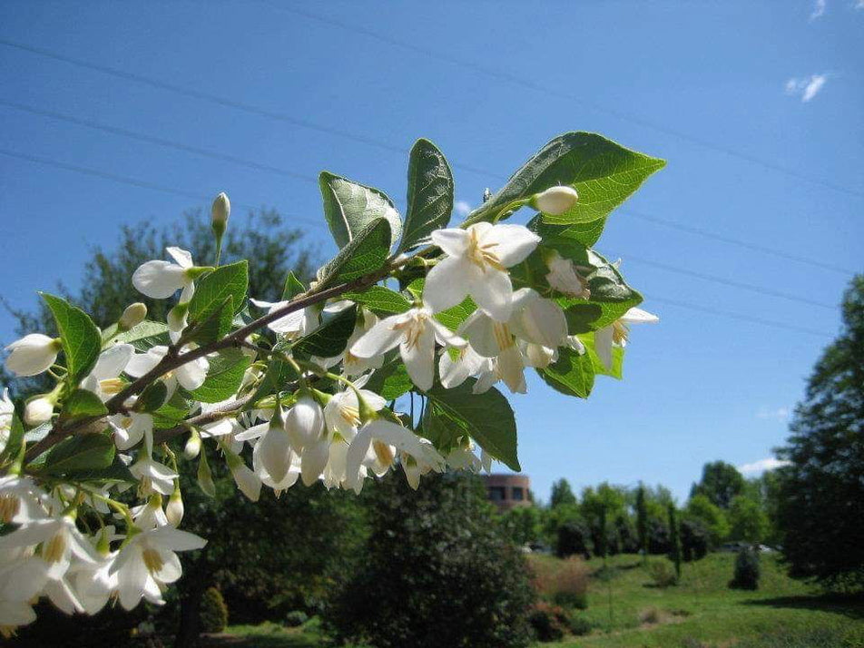 Buy Styrax japonicus 'Emerald Pagoda' White Japanese Snowbell Tree — Mr ...