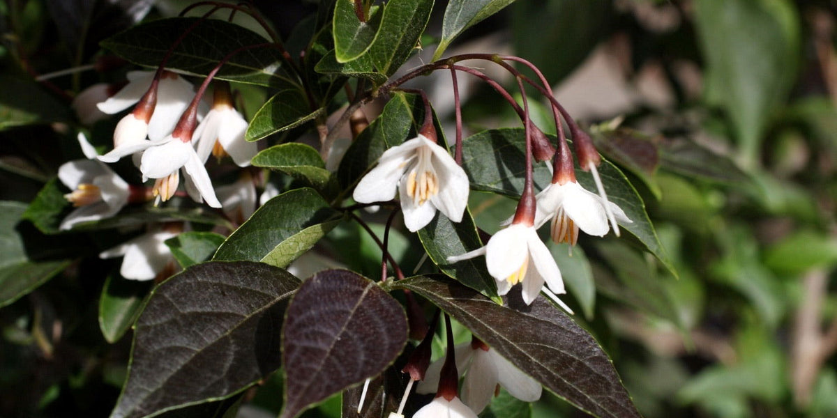 Buy Styrax japonicus 'Evening Light' Red Leafed Japanese Snowbell Tree ...