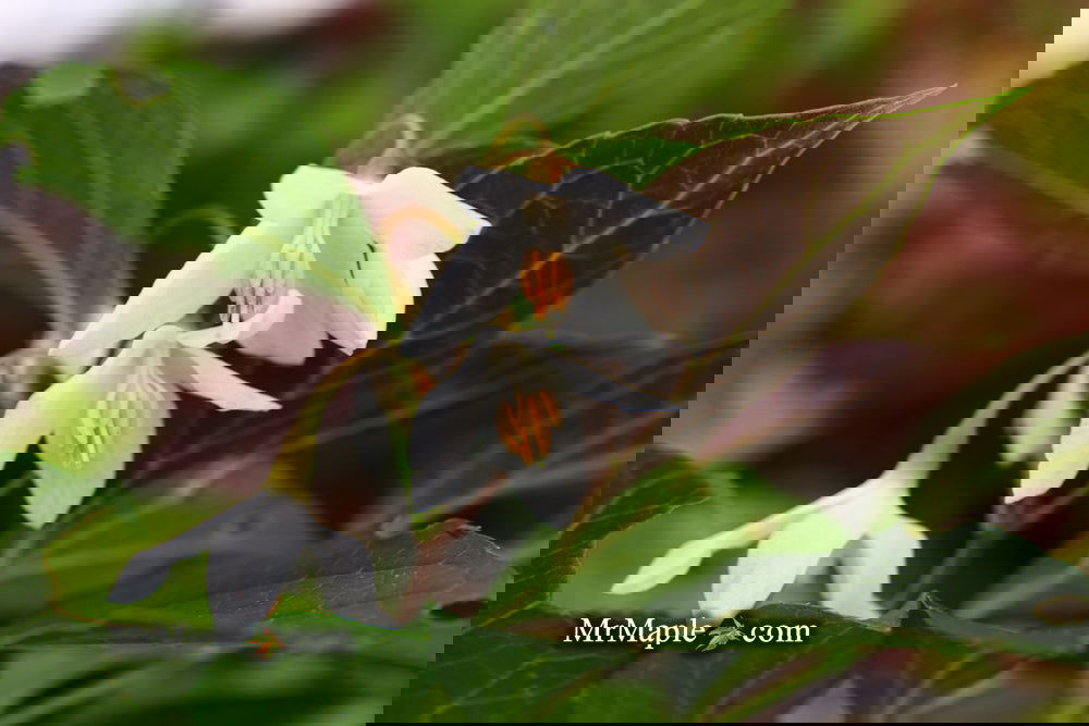 Buy Styrax japonicus 'Evening Light' Red Leafed Japanese Snowbell Tree ...