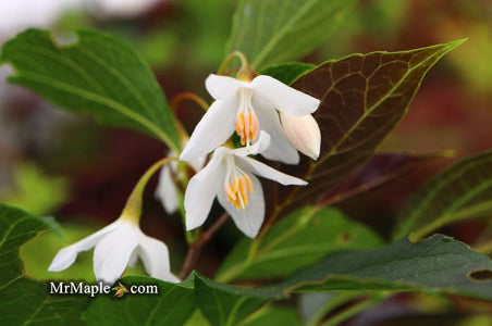 Buy Styrax japonicus 'Evening Light' Red Leafed Japanese Snowbell Tree ...