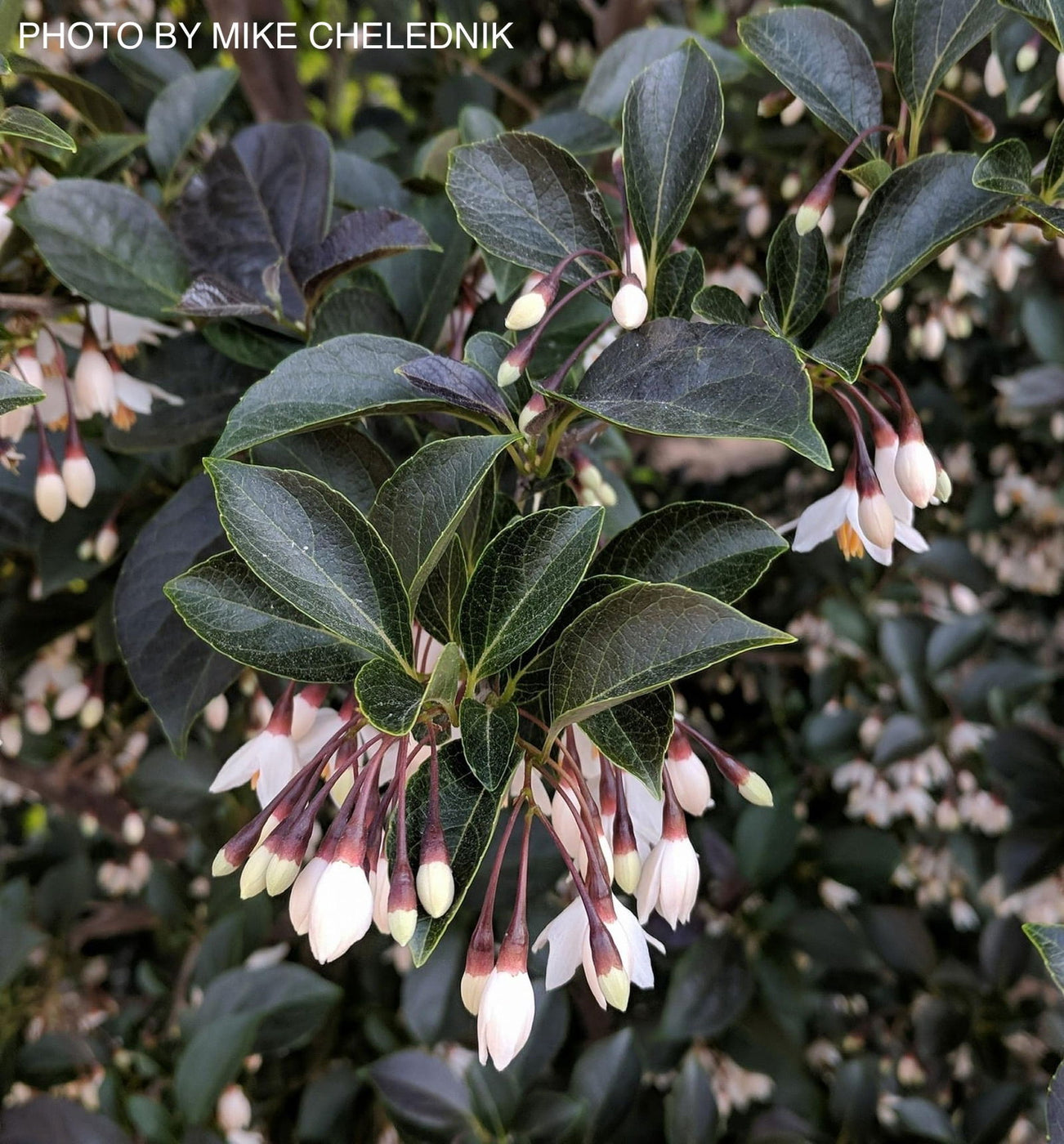Buy Styrax japonicus 'Evening Light' Red Leafed Japanese Snowbell Tree ...
