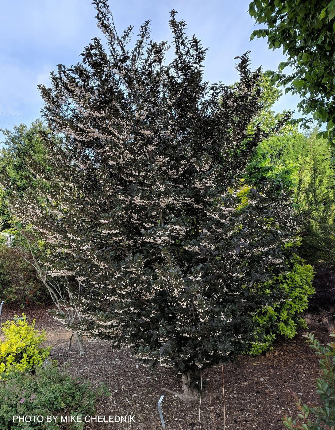 Buy Styrax japonicus 'Evening Light' Red Leafed Japanese Snowbell Tree ...