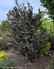 Buy Styrax japonicus 'Evening Light' Red Leafed Japanese Snowbell Tree ...