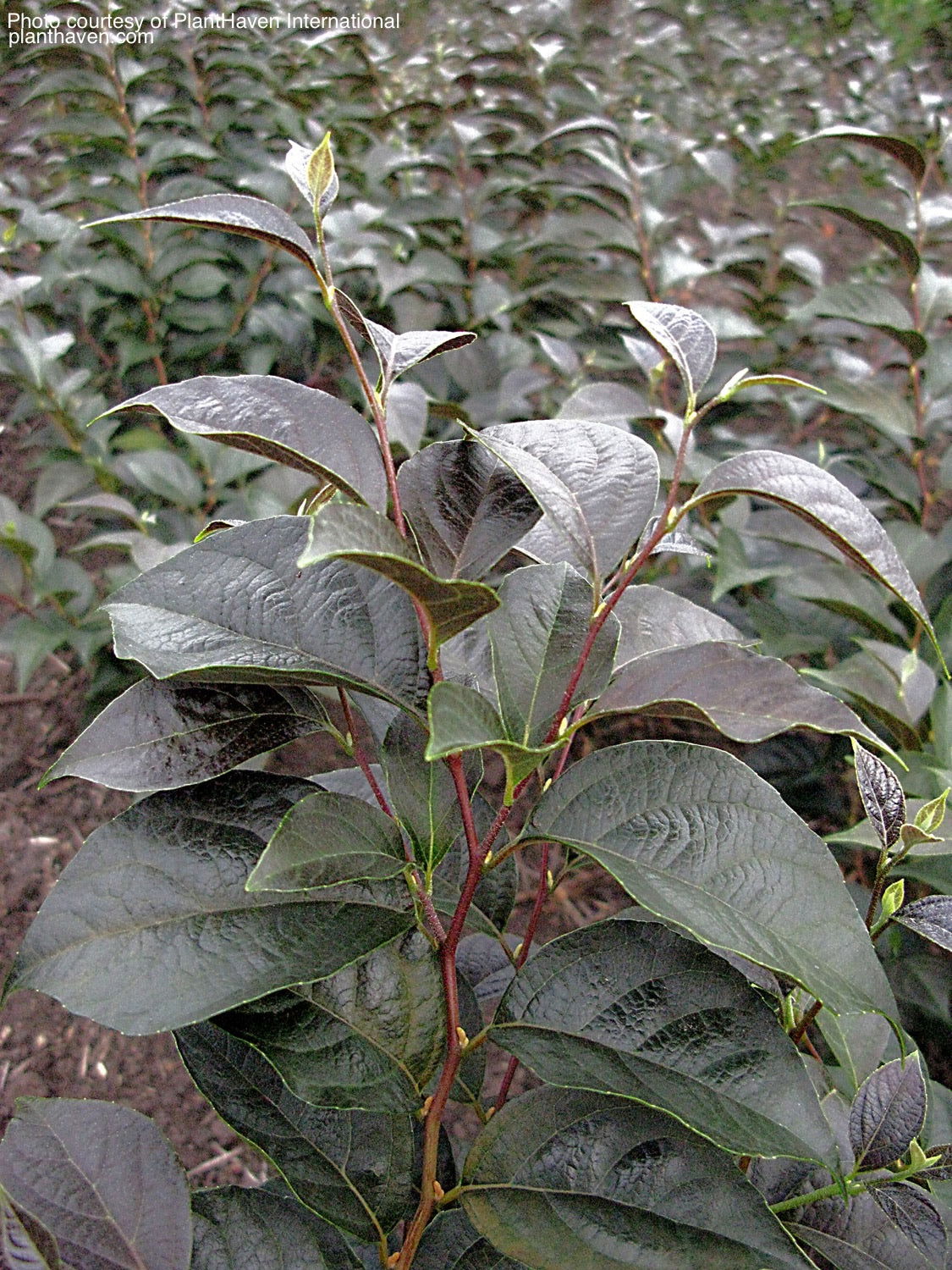 Buy Styrax japonicus 'Evening Light' Red Leafed Japanese Snowbell Tree ...