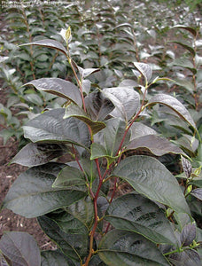 Buy Styrax japonicus 'Evening Light' Red Leafed Japanese Snowbell Tree ...