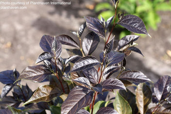 Buy Styrax japonicus 'Evening Light' Red Leafed Japanese Snowbell Tree ...