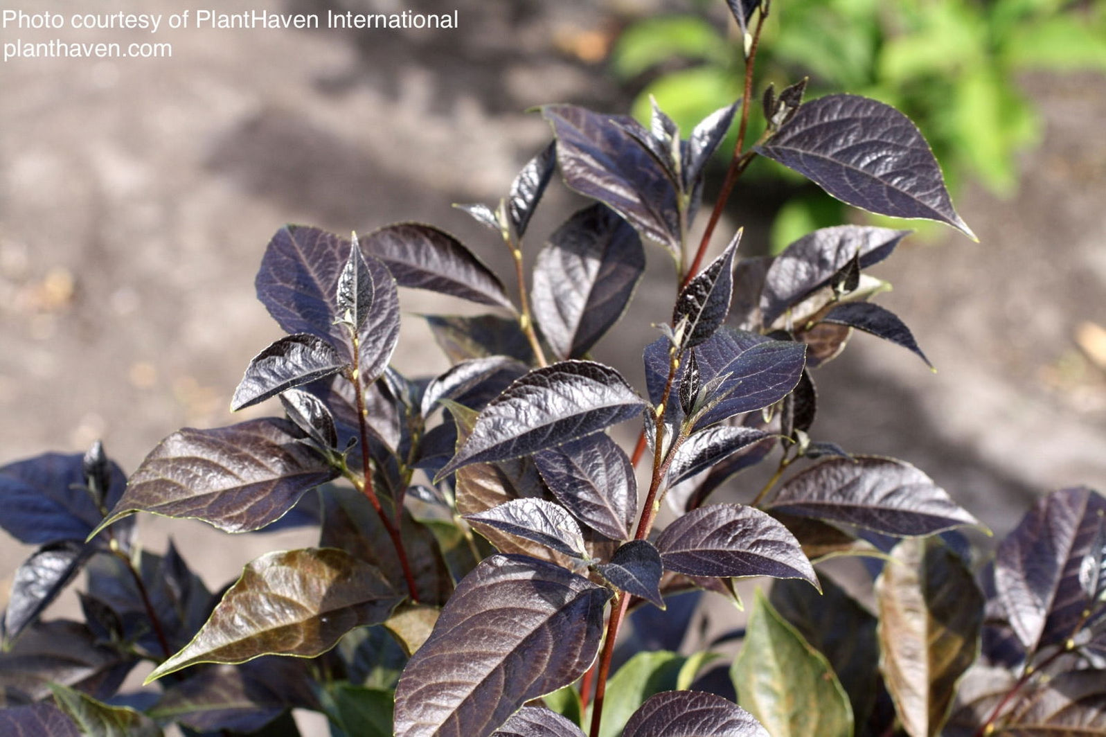 Buy Styrax japonicus 'Evening Light' Red Leafed Japanese Snowbell Tree ...