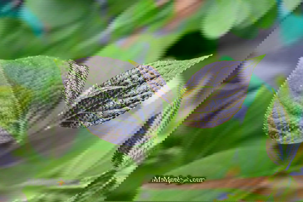 Buy Styrax japonicus 'Evening Light' Red Leafed Japanese Snowbell Tree ...