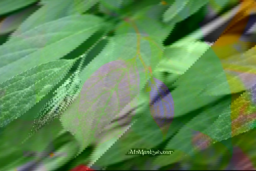 Buy Styrax japonicus 'Evening Light' Red Leafed Japanese Snowbell Tree ...