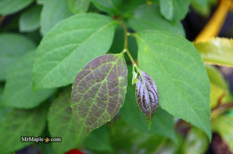 Buy Styrax japonicus 'Evening Light' Red Leafed Japanese Snowbell Tree ...
