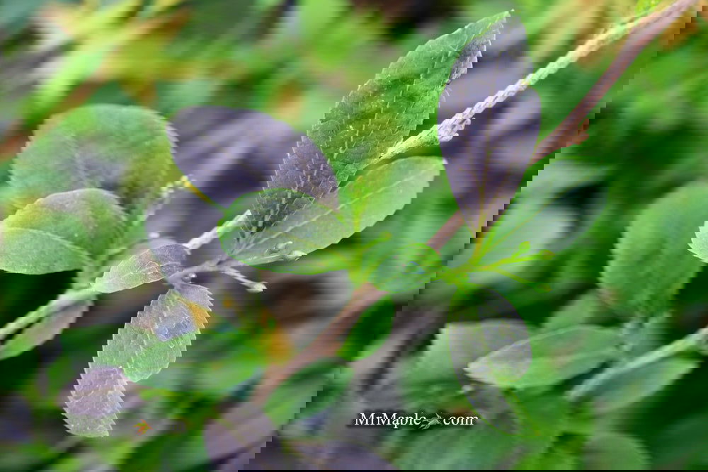 Buy Styrax japonicus 'Evening Light' Red Leafed Japanese Snowbell Tree ...