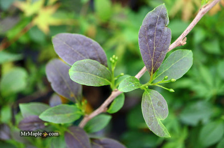 Buy Styrax japonicus 'Evening Light' Red Leafed Japanese Snowbell Tree ...