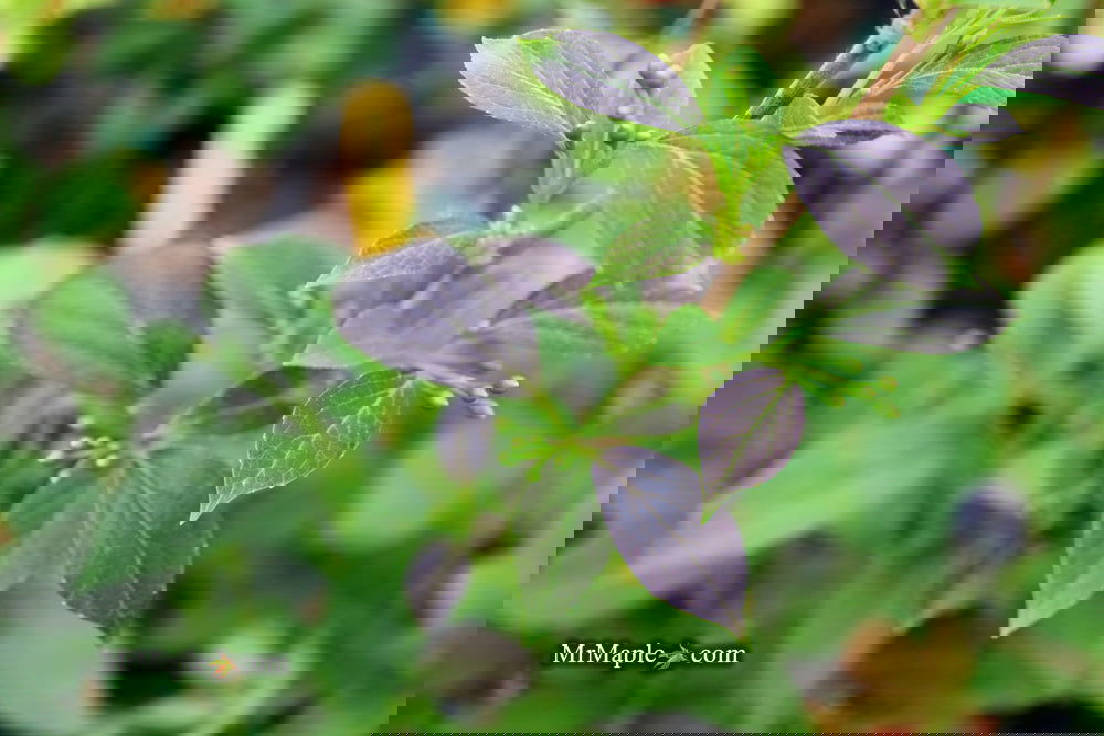 Buy Styrax japonicus 'Evening Light' Red Leafed Japanese Snowbell Tree ...