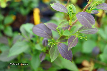 Buy Styrax japonicus 'Evening Light' Red Leafed Japanese Snowbell Tree ...
