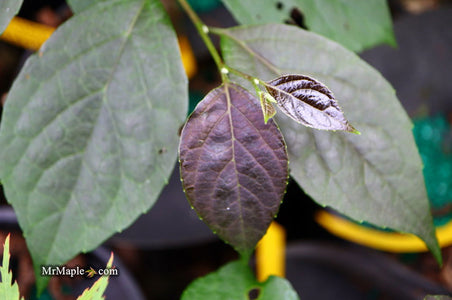 Buy Styrax japonicus 'Evening Light' Red Leafed Japanese Snowbell Tree ...