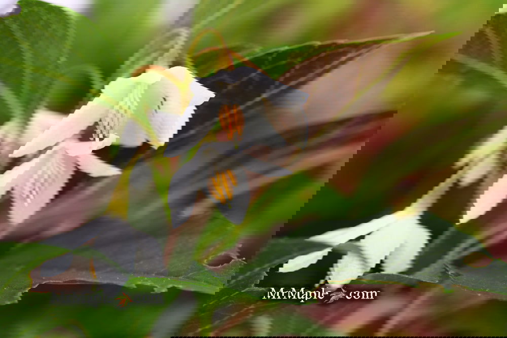 Buy Styrax japonicus 'Evening Light' Red Leafed Japanese Snowbell Tree ...