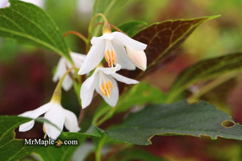 Buy Styrax japonicus 'Evening Light' Red Leafed Japanese Snowbell Tree ...