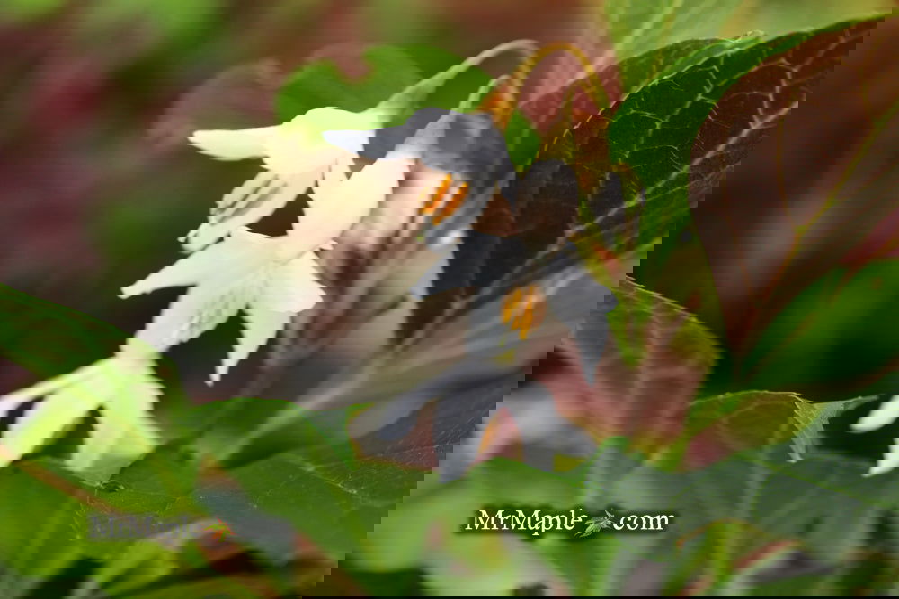 Buy Styrax japonicus 'Evening Light' Red Leafed Japanese Snowbell Tree ...